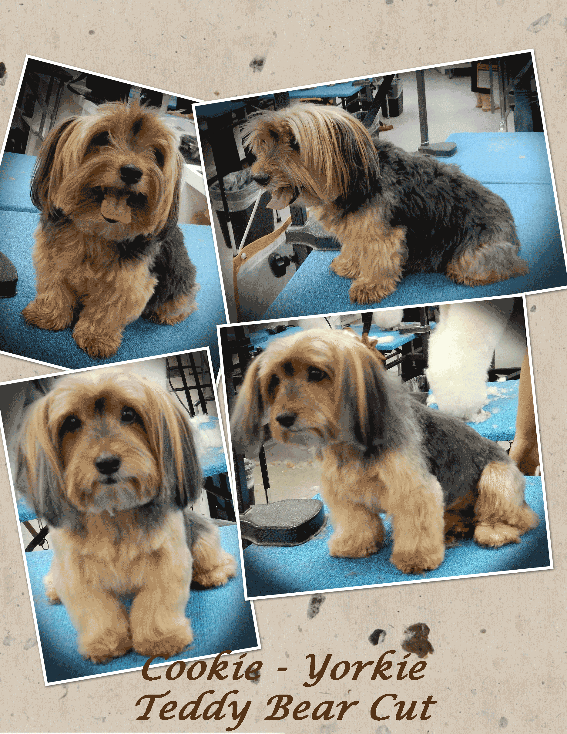 Spa2Go Pet Grooming - Homestead, FL 33032