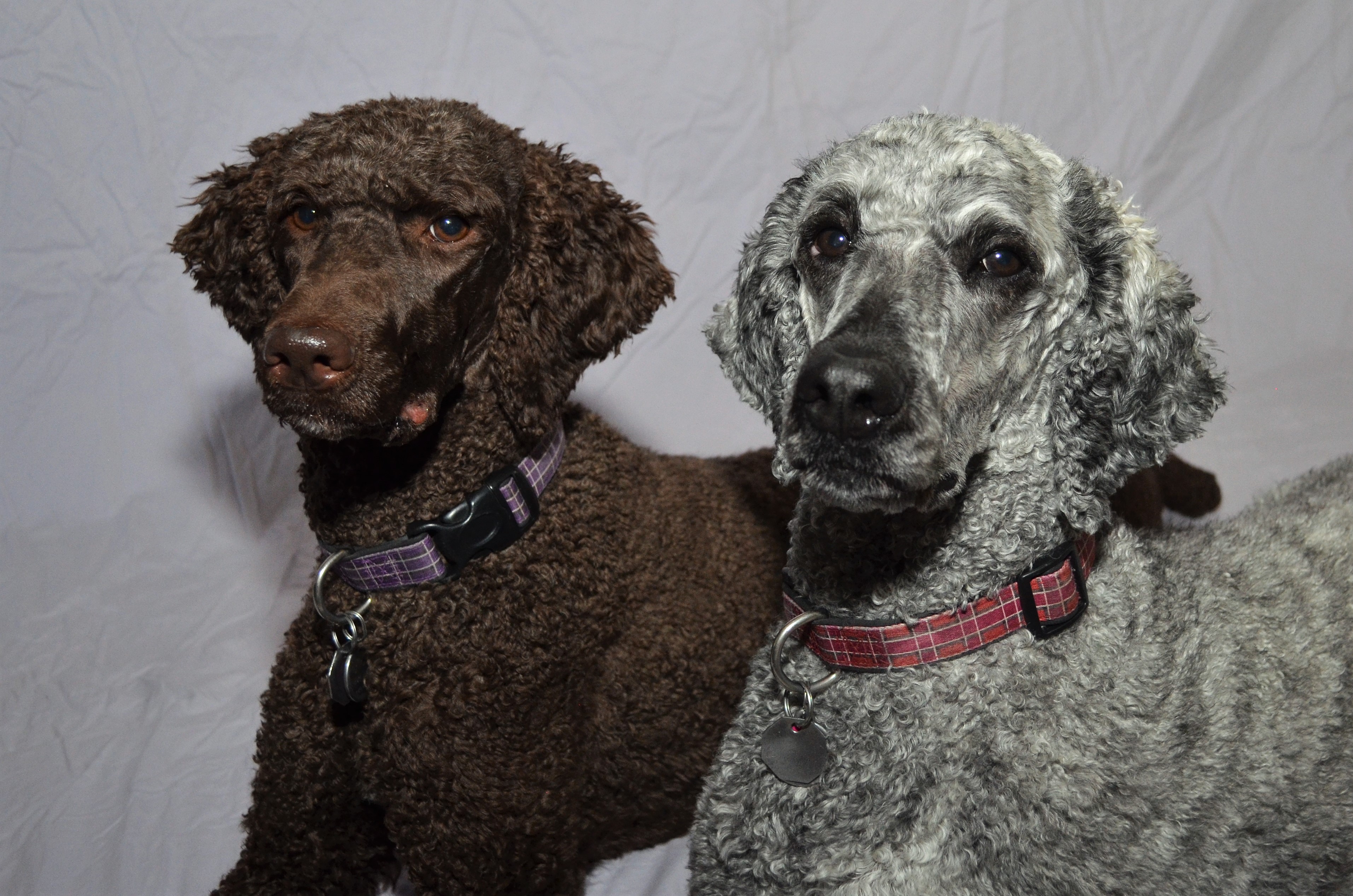 Jewels Poodles - Colorado Springs, CO 80915