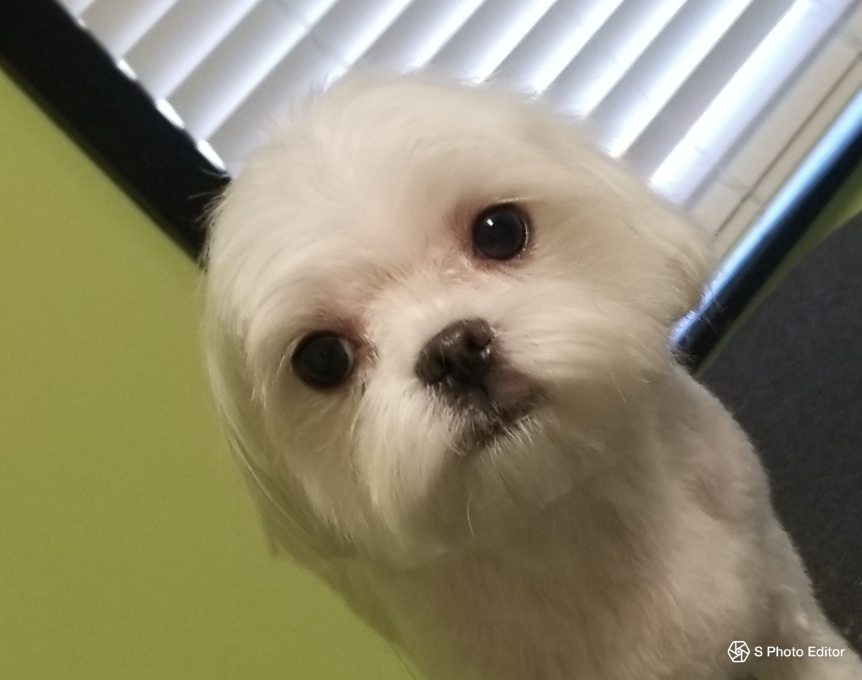 Spa 4 Paws Dog Grooming Salon - Titusville, FL 32796