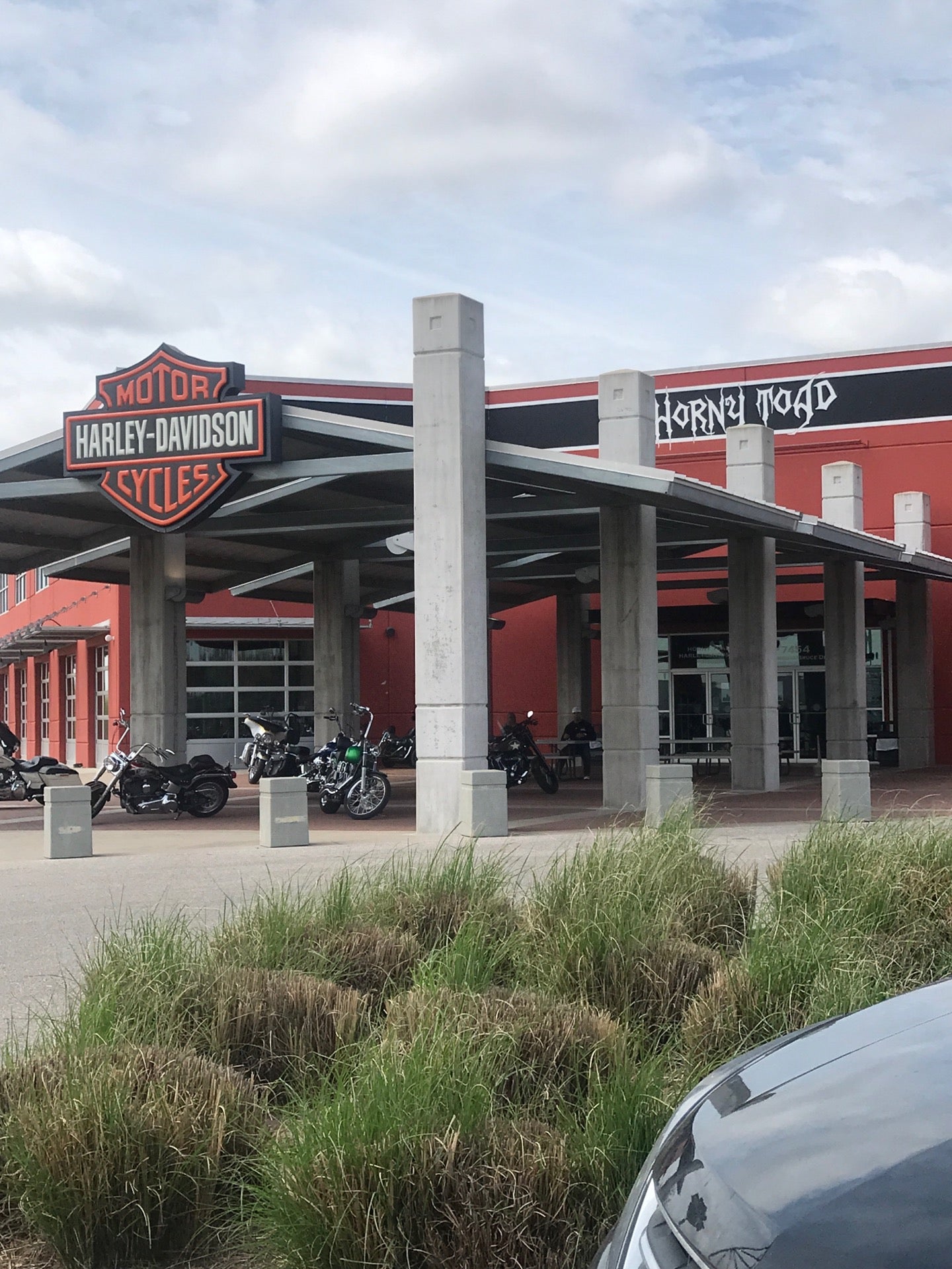 Horney Toad Harley Davidson