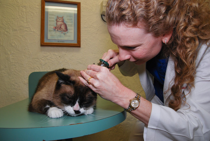 Cat Doctors - Tampa, FL 33609