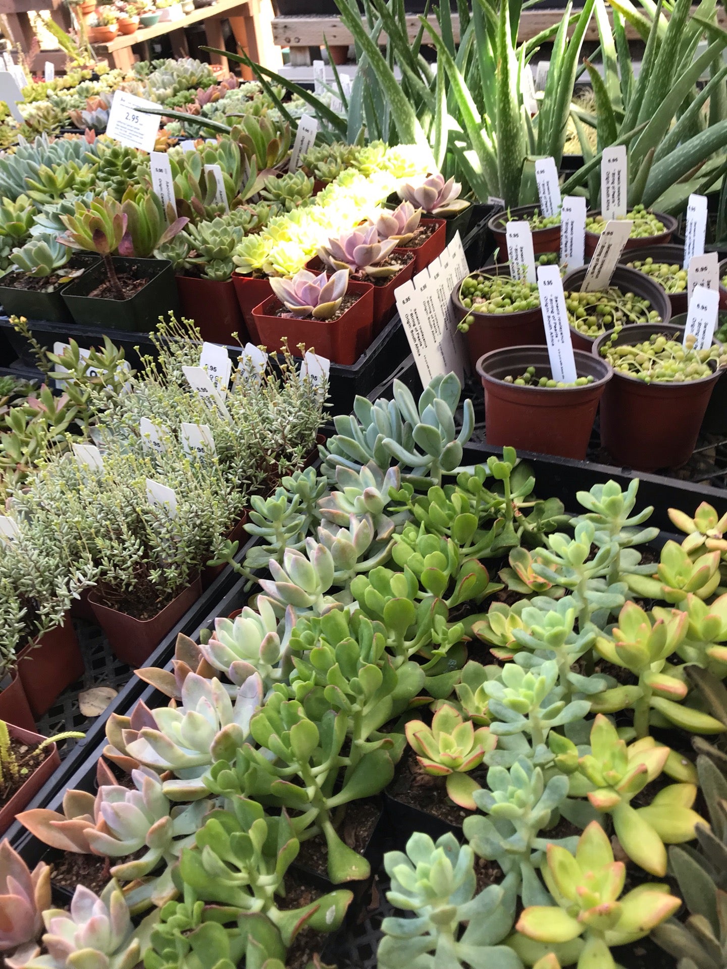 California Cactus Center - Pasadena, CA 91107