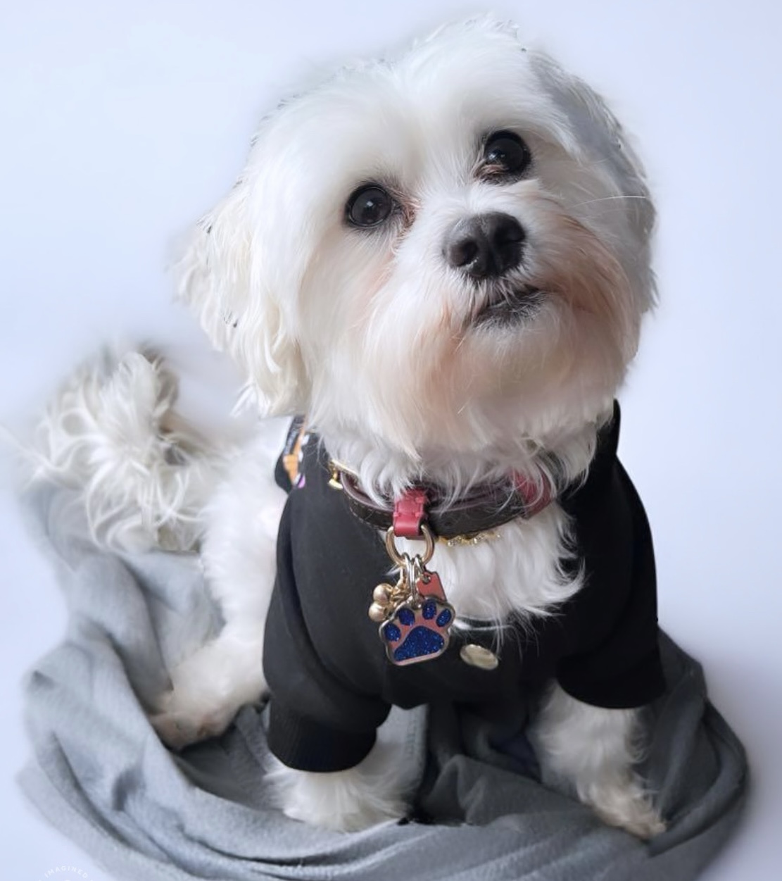 Royal Paws Pet Spa - Plantation, FL 33322