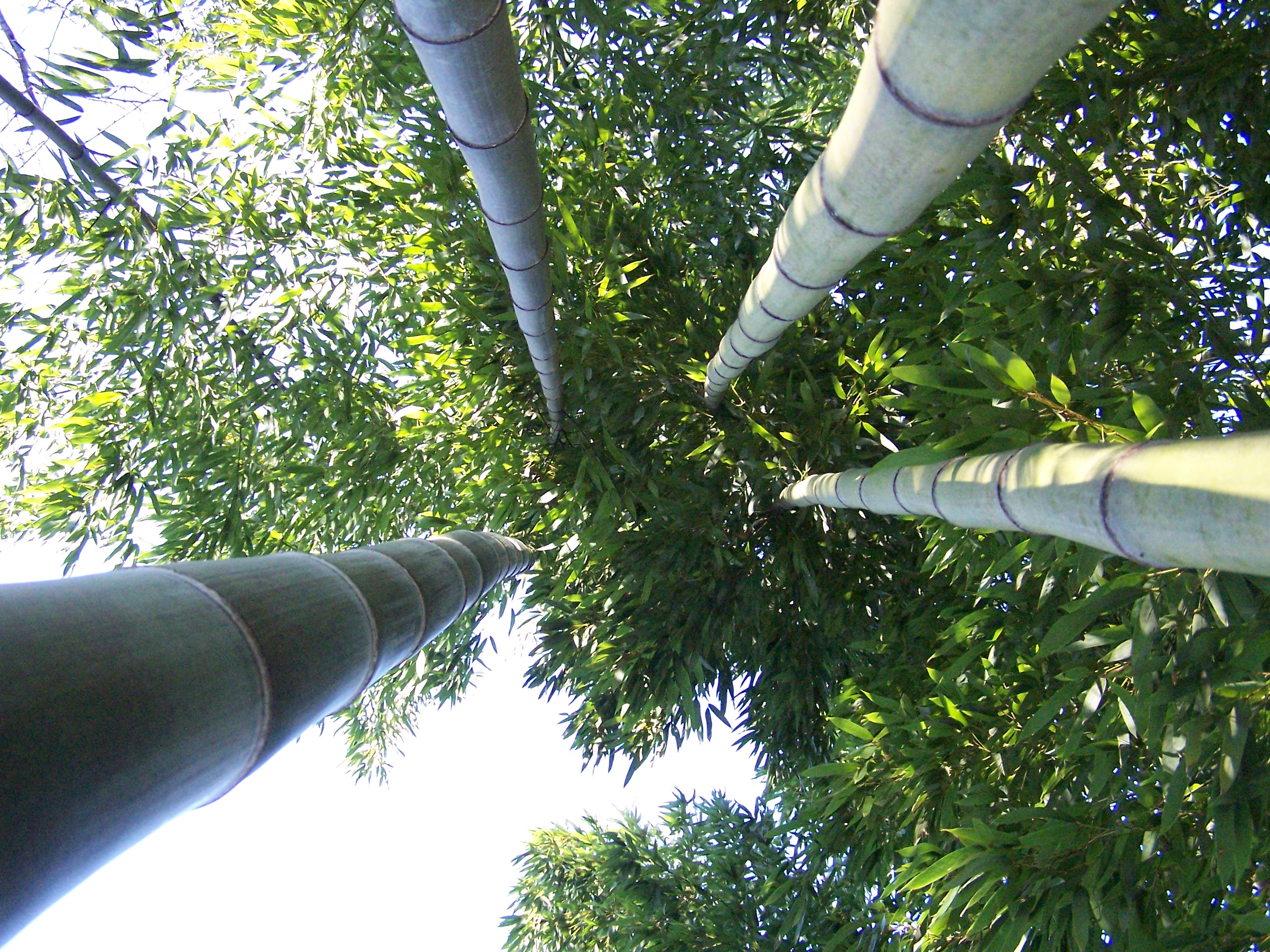 Middle Tennessee Bamboo Farm - Murfreesboro, TN 37130