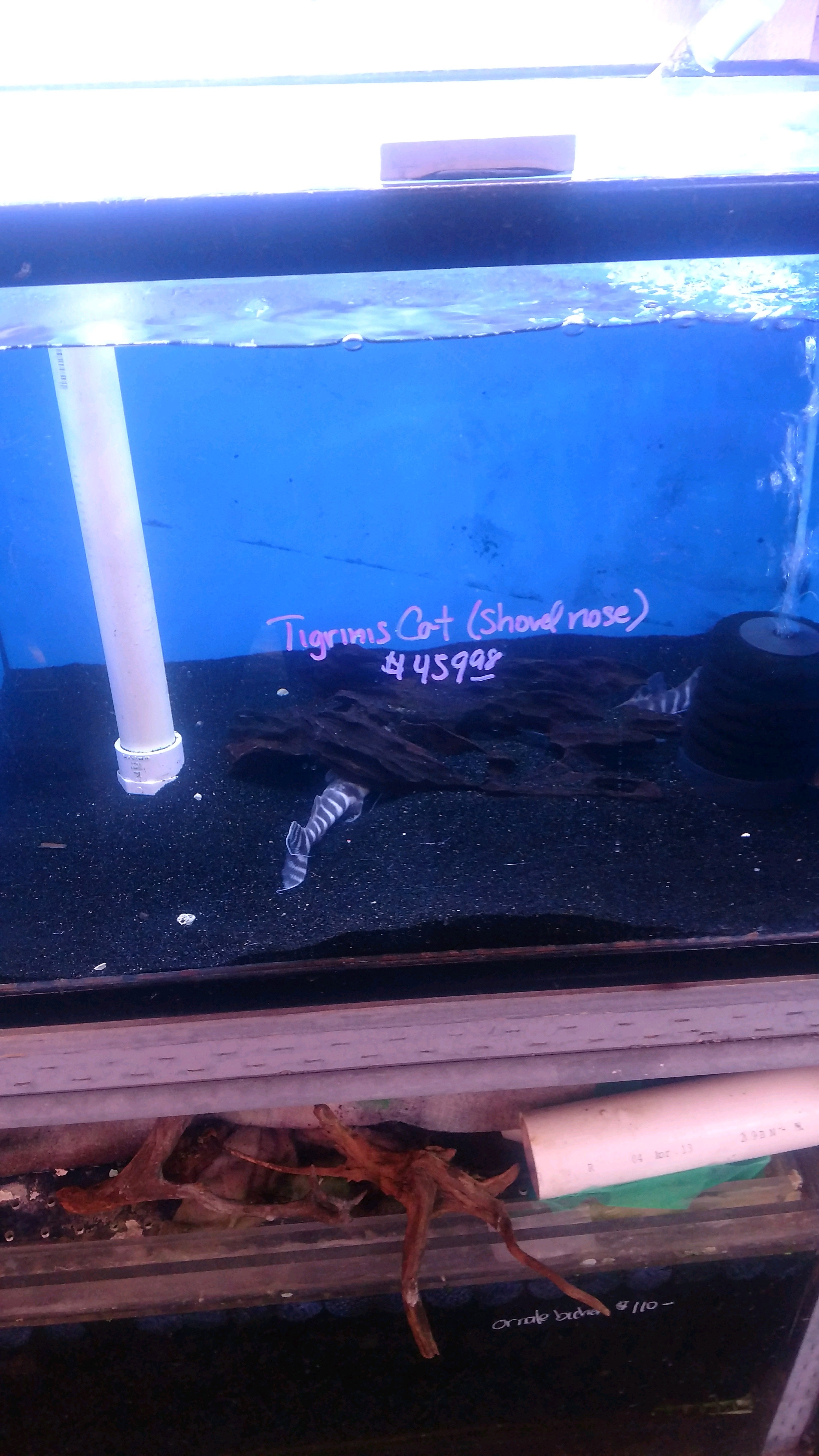 Tong's Tropical Fish & Pets - Fountain Valley, CA 92708