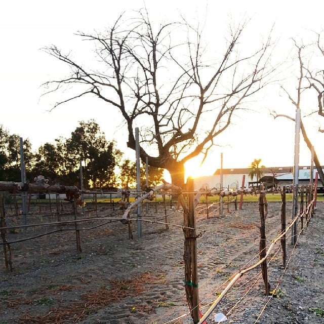 Joseph Filippi Winery - Rancho Cucamonga, CA 91739